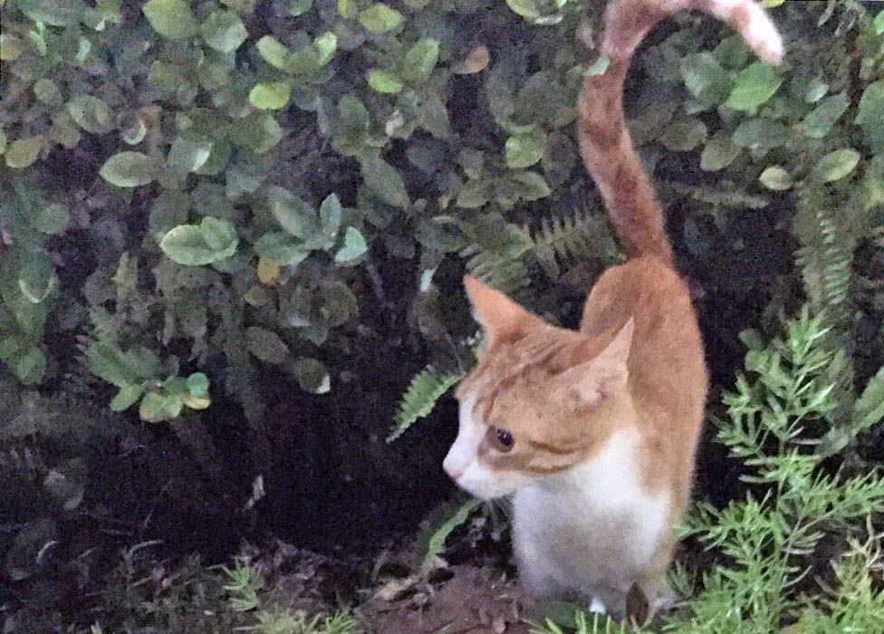 Our cat in Havana - BBC News