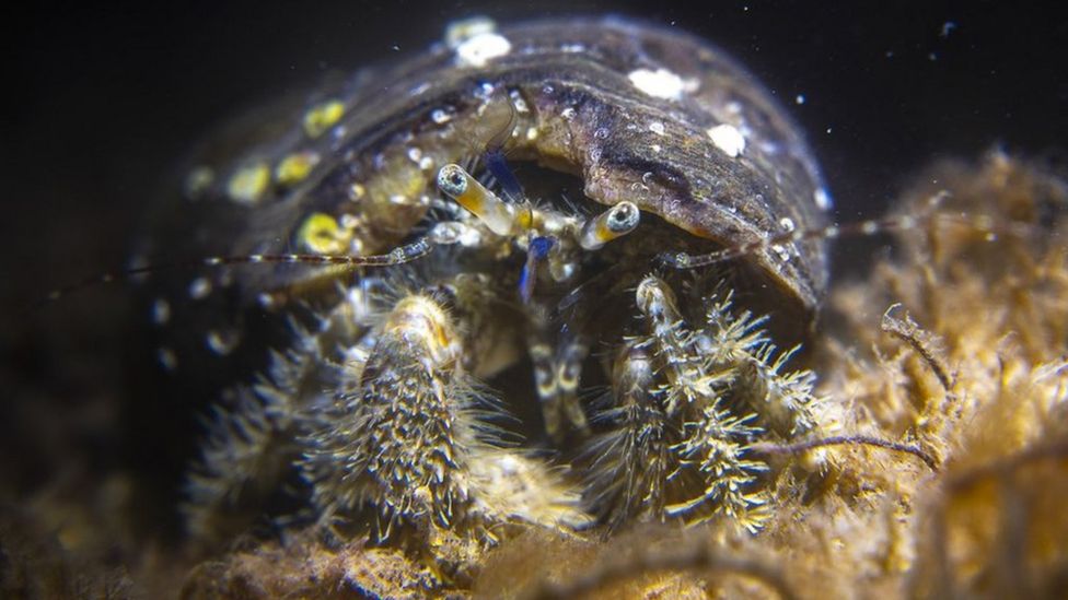 In pictures: Exotic and beautiful marine life in the Solent - BBC News