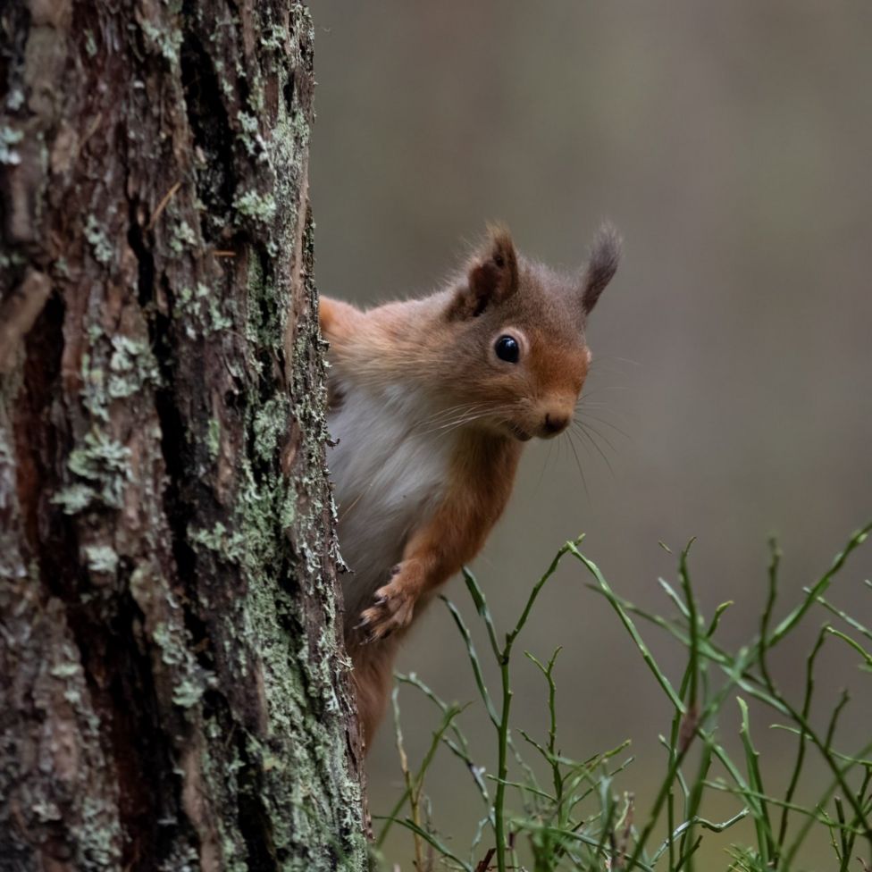 Your pictures of Scotland: 17-24 November - BBC News