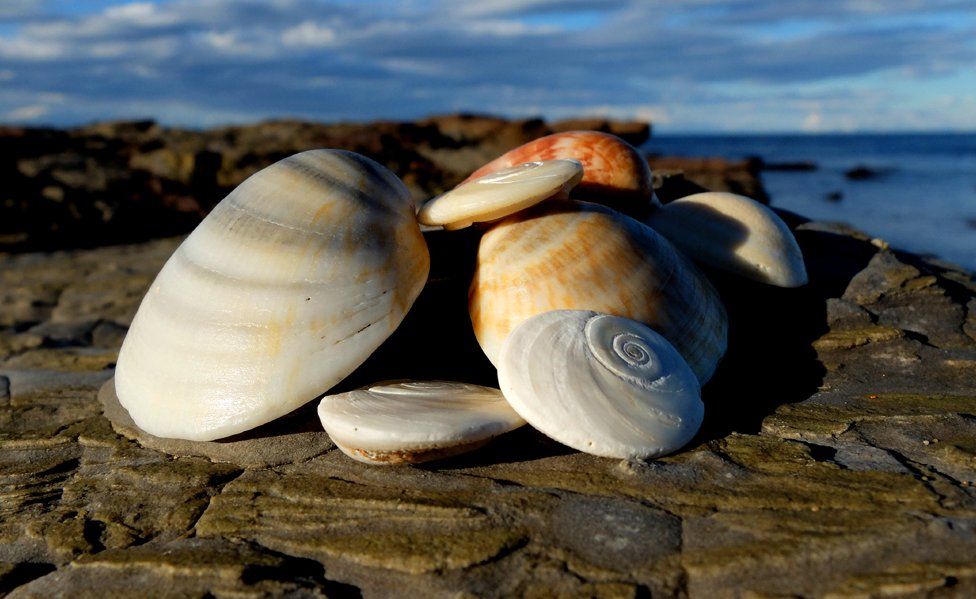 Your pictures: Found - BBC News