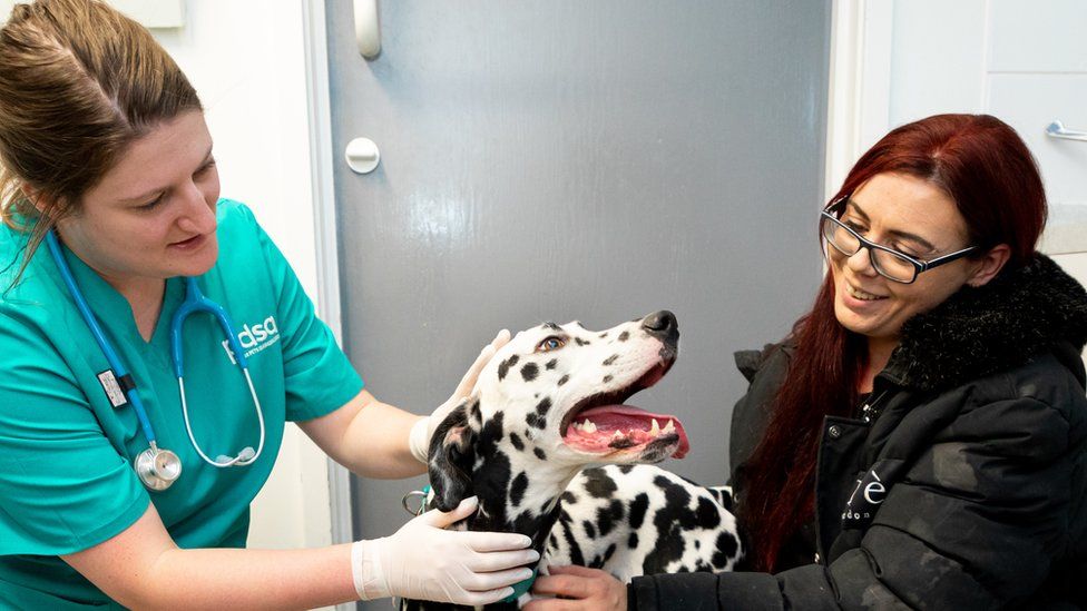 Derby Dalmatian's tumour turns out to be kebab skewer - BBC News