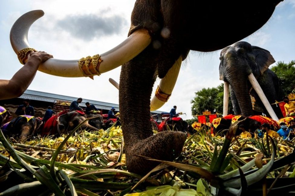 Check out this huge elephant banquet! - BBC Newsround