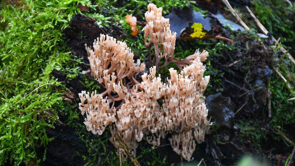 Ecologist finds rare form of fungus in Kent - BBC News