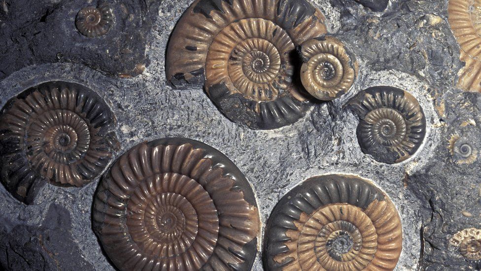 Extraordinary new fossils over 460 million years old found in Wales ...