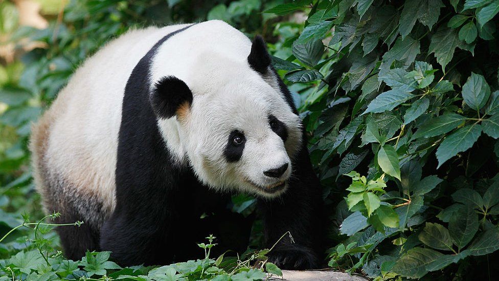 Why it's two thumbs up for giant panda evolution! - BBC Newsround