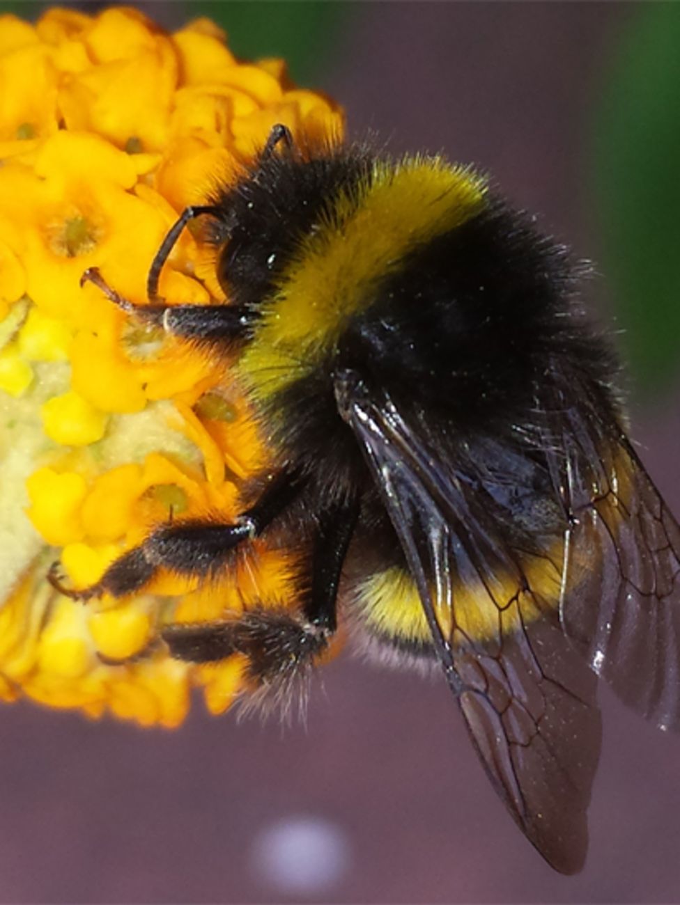 Your pictures of Scotland: 10-17 July - BBC News