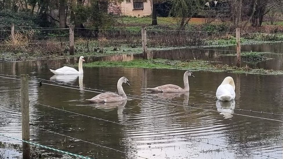 Nash Mills: Nine baby swans saved after being washed away - BBC News