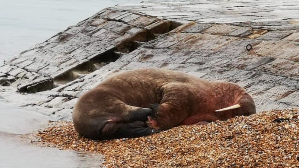 Thor the walrus spotted in Iceland after leaving UK - BBC News