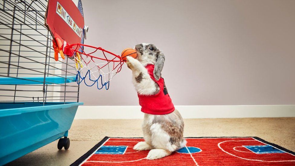 The slam dunking bunny and other record-breaking animals - BBC News