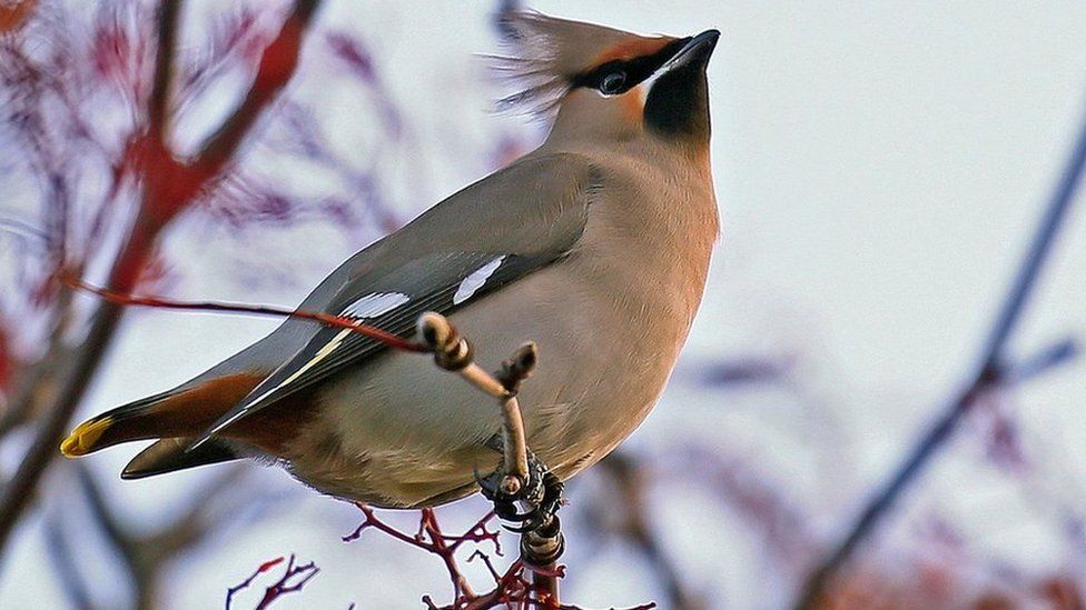 Manx birdwatchers in new Christmas bird record challenge - BBC News