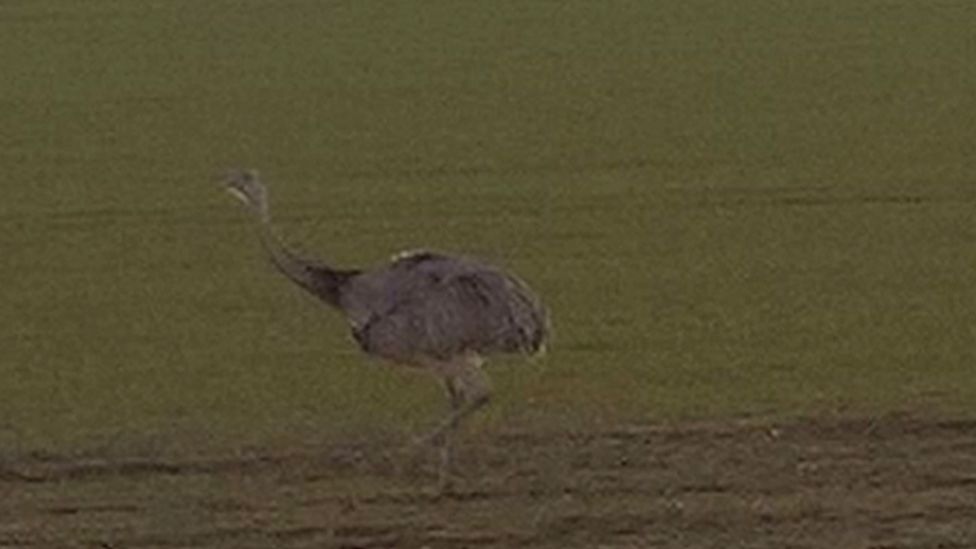 Rhea at large in Cambridgeshire since Christmas is caught - BBC News
