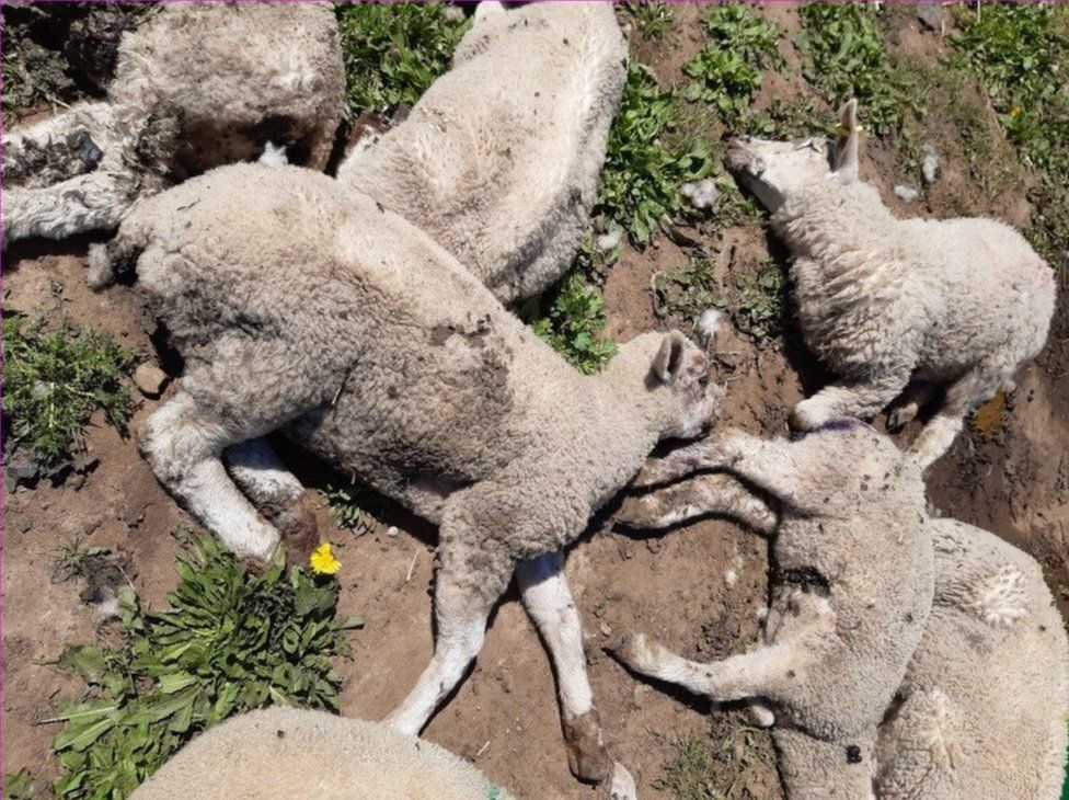 Lambs set upon by dogs in Warsop and left dead in a pile - BBC News