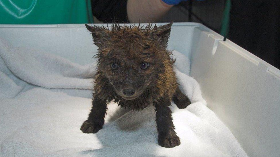 A fox cub covered in petrol and mud is found in a skip - BBC News