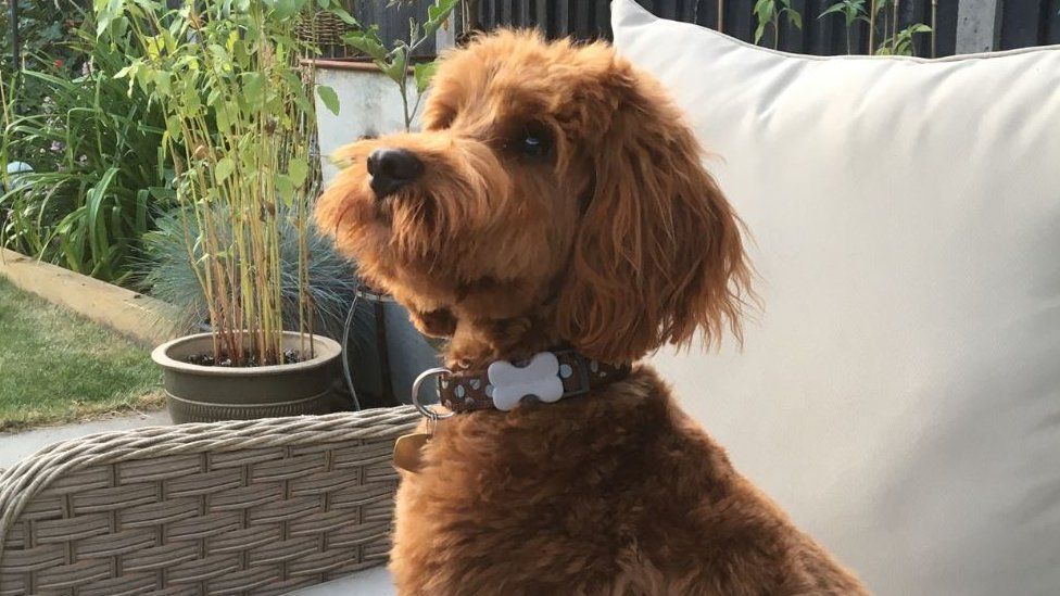 Wakefield Rottweiler has surgery after eating 30 PPE gloves - BBC News