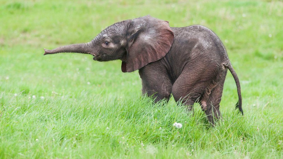 Sutton the elephant moves from West Midland Safari Park to zoo - BBC News