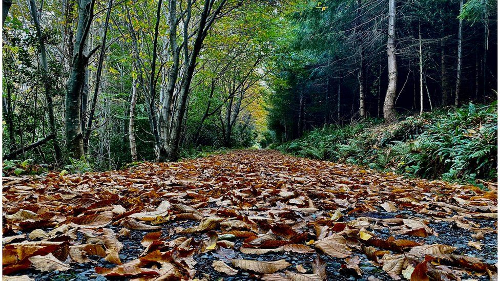 Weather Watchers: Your pictures of autumn leaves - BBC Weather