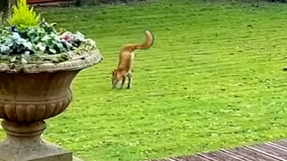 Two-legged fox: Wildlife fan awaits nimble creature's return - BBC News
