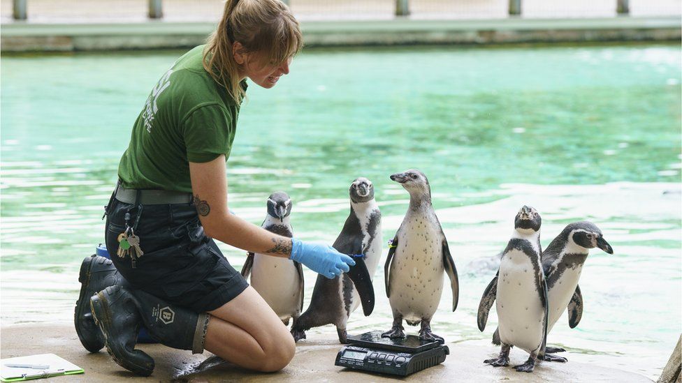 London Zoo's big annual animal count begins - BBC Newsround