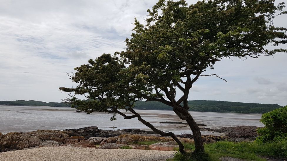 Tree of the Year: Perth walnut named as Scottish contender - BBC News