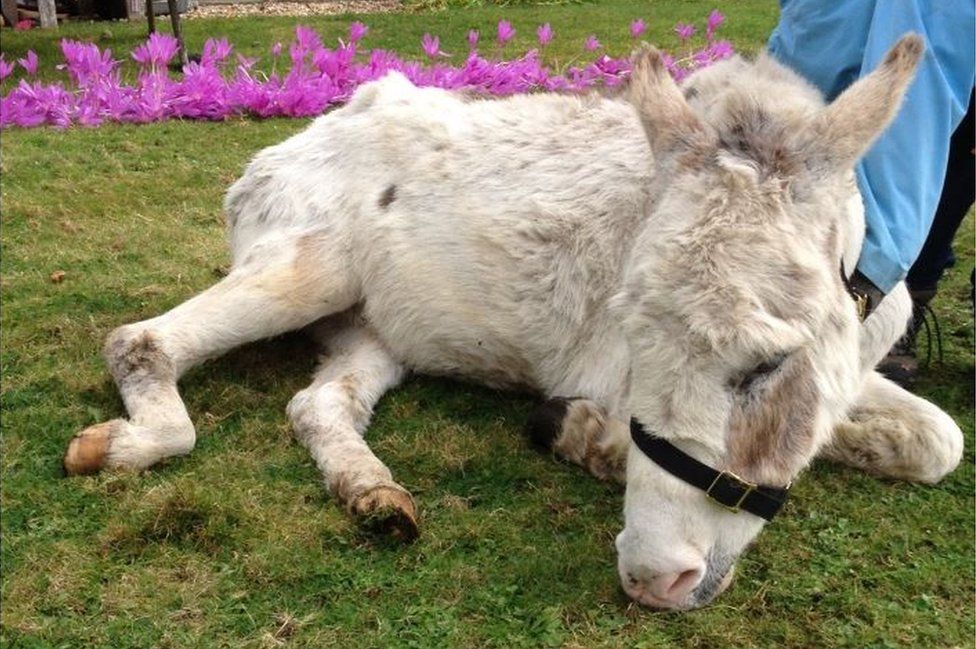 Firefighters rescue donkey from kitchen floor after fall - BBC News