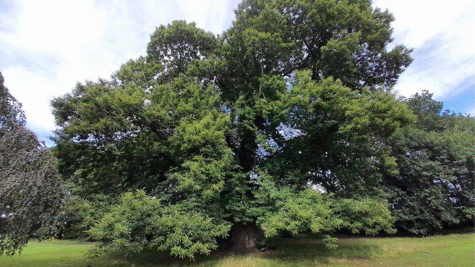 Wrexham: Acton sweet chestnut in UK's tree of the year finals - BBC News