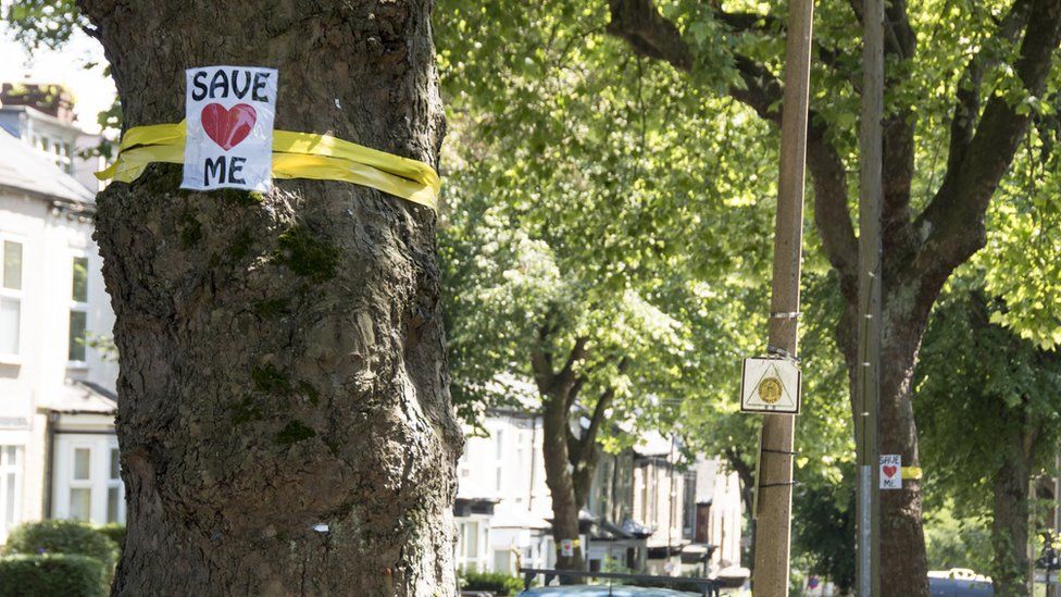 Sheffield tree campaigners' efforts to be recognised by council plaque ...