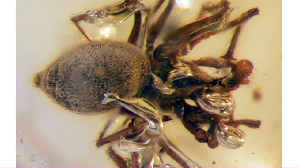New armoured spider discovered in prehistoric amber - BBC Newsround