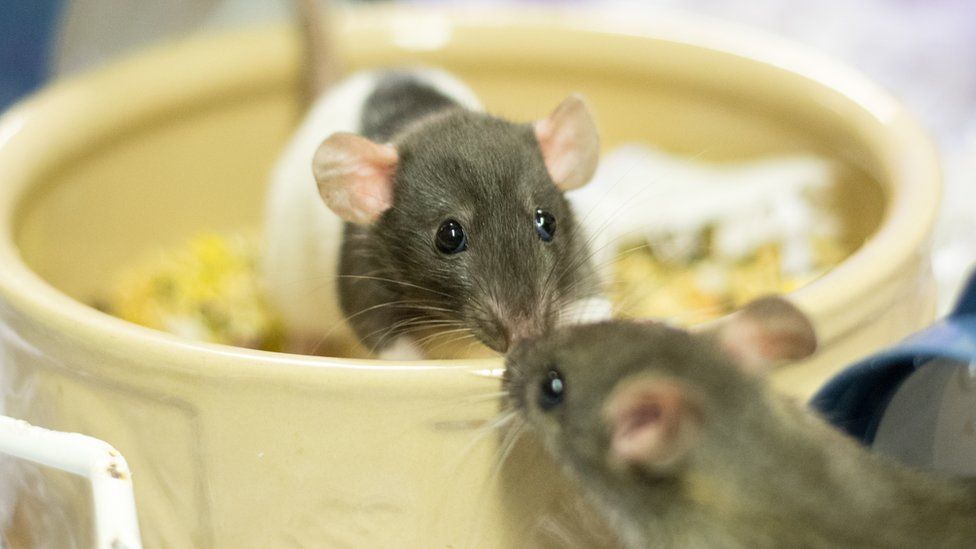 Rat pack rehomed by Godmanchester's Wood Green shelter - BBC News
