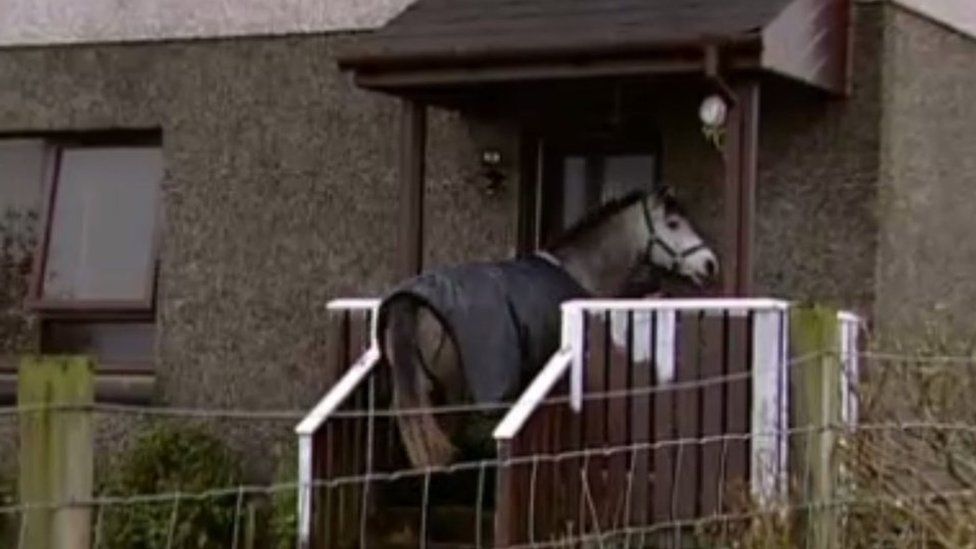Council in process of selling pony kept in living room - BBC News
