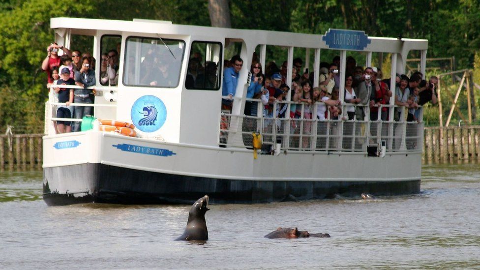 Longleat Safari Park's fan-favourite hippo Spot dies - BBC News