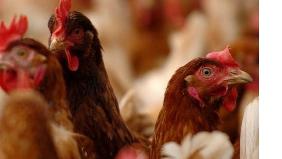 Pryder am effaith siediau ieir ar amgylchedd Powys - BBC Cymru Fyw