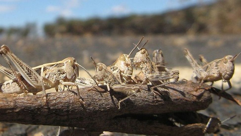 Locust invasion: UN warning for Ethiopia, Kenya, Eritrea and Sudan ...