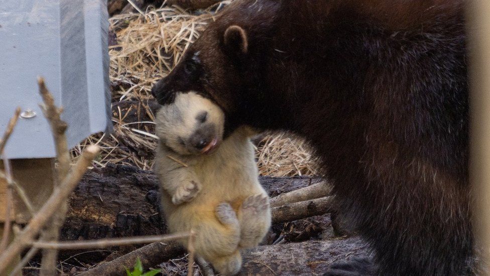 Wild Place in Bristol welcomes wolverine triplets - BBC News