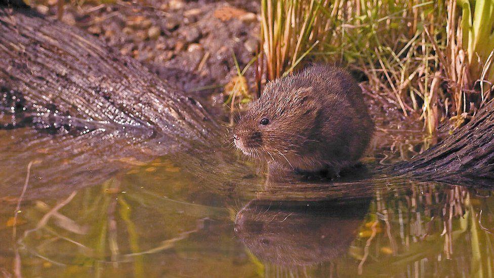 Snack tubes aid water vole conservation work - BBC News