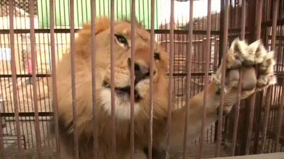 Rescued circus lions from Colombia and Peru flown to South Africa - BBC ...