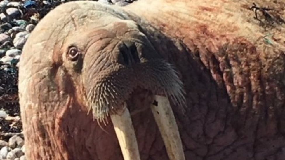 Arctic walrus Wally spotted at Kinlochbervie - BBC News