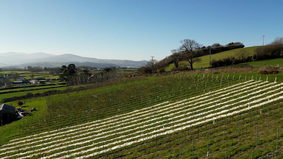 Gwlân yn lle cemegau i gynhyrchu gwin o well safon? - BBC Cymru Fyw