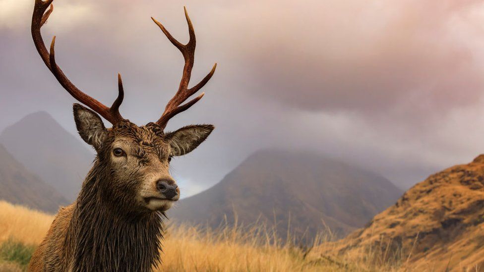Islanders in South Uist vote against mass deer cull - BBC News