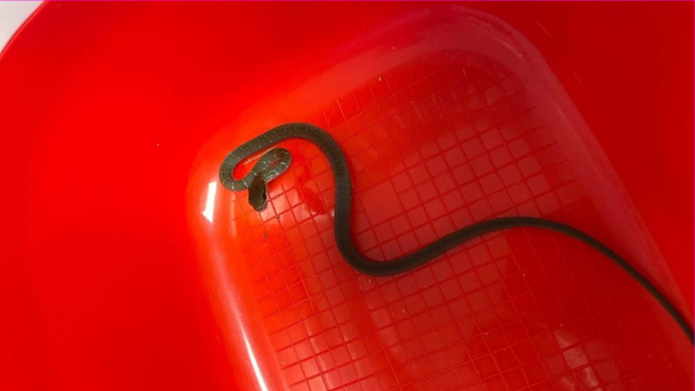 Snakes from Mexico and Spain stowaway to Guernsey - BBC News