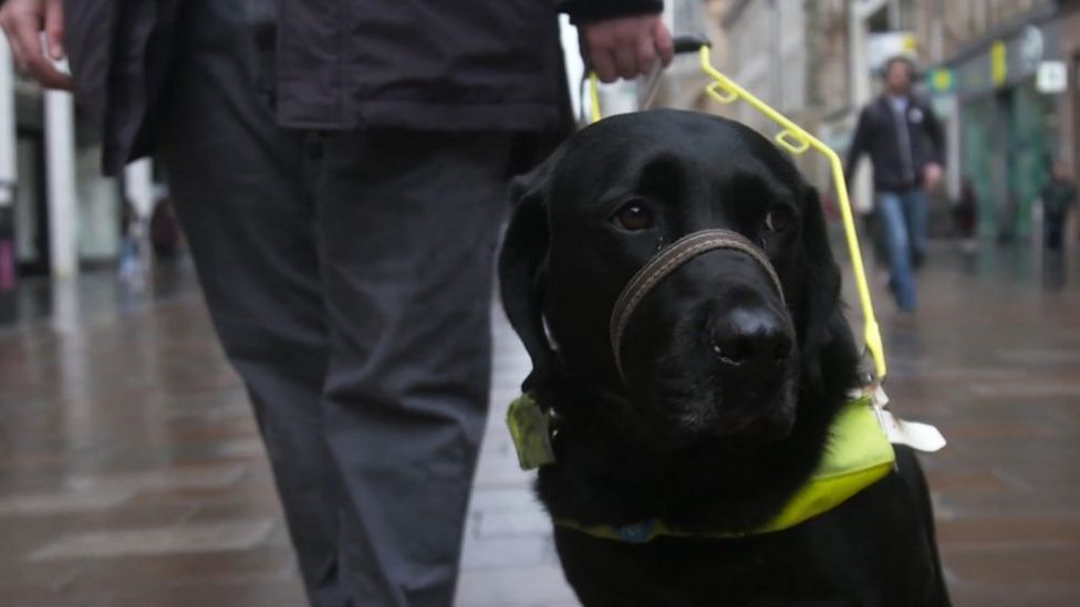 Guide dog and owner reunited after months apart - BBC News