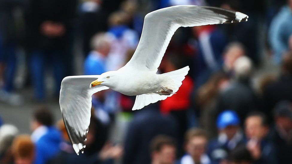 Five facts on Brighton's big promotion to Premier League - BBC Newsround