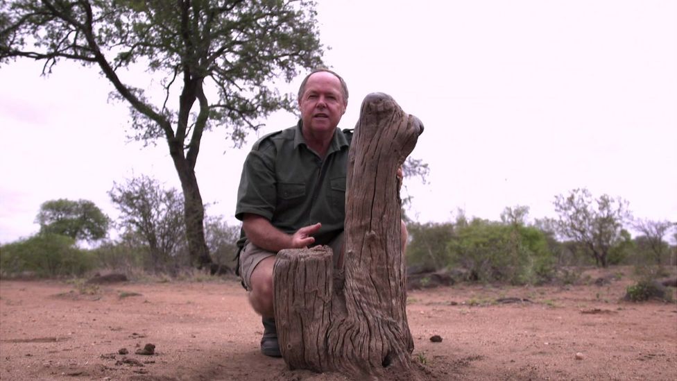 How rhinos use poo to communicate with each other - BBC Newsround