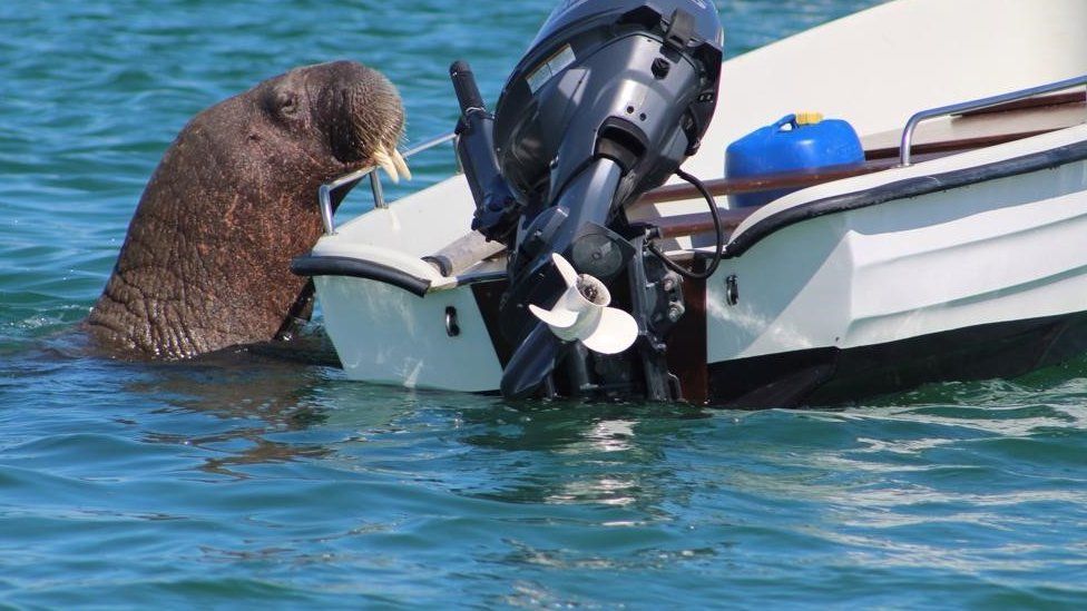 Wally the walrus: Spotted in Ireland - BBC Newsround