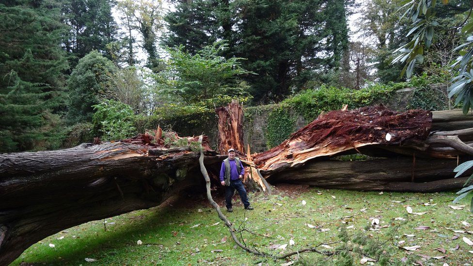 NI weekly papers: Mass grave, Dark Hedges and ghost house - BBC News