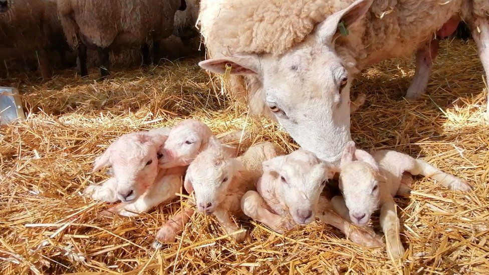 Two sets of quintuplet lambs are born in Swindon - BBC News