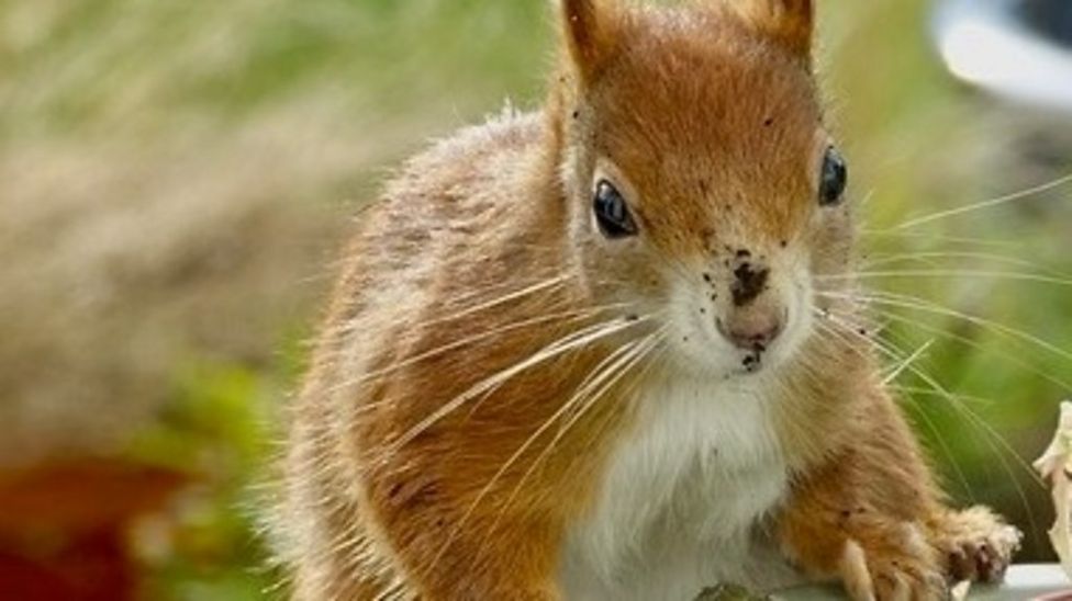 Red squirrels 'thriving' in Mersea Island after reintroduction - BBC News