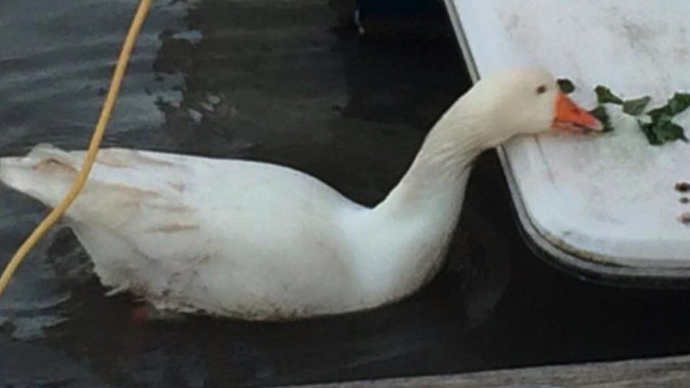 Watchet's missing goose Derek to get statue - BBC News