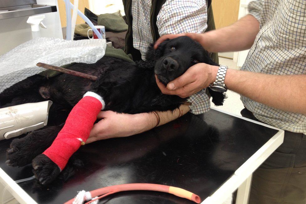 Dave the dog survives being impaled on metal spike - BBC News