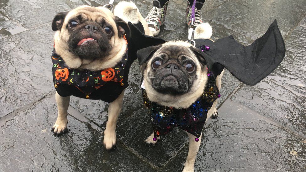Pugs In Halloween Costumes