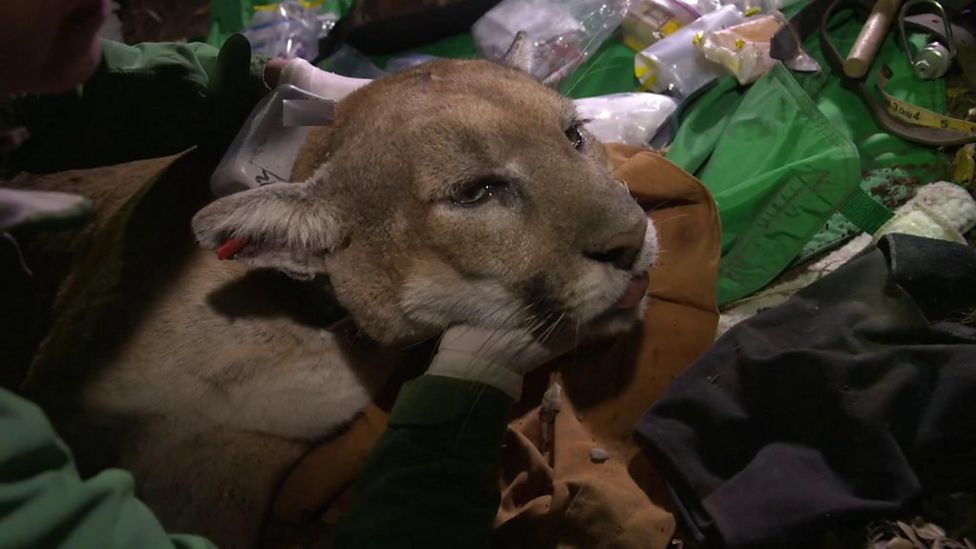 P-22, Hollywood's celebrity mountain lion, ends his reign - BBC News